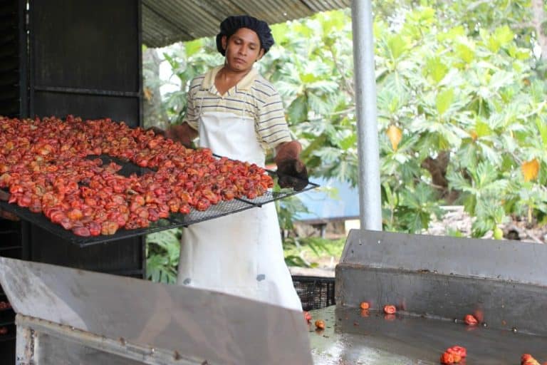 Flavors of Belize The Cookbook | Confessions of an Overworked Mom