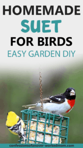 Homemade Suet For Birds | Confessions of an Overworked Mom
