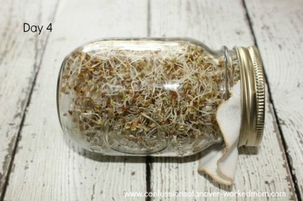 How to Make your Own Sprouting Jar & Sprout Seeds