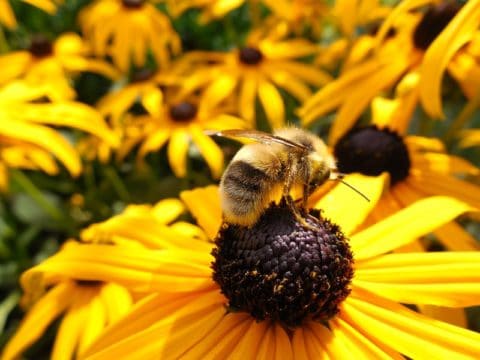 9 Fall Flowers for Bees to Help them Overwinter This Year