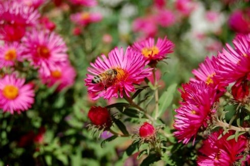 9 Fall Flowers for Bees to Help them Overwinter This Year