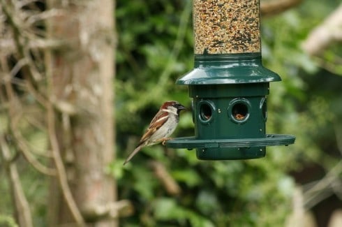 Fall Bird Feeding Tips for Wild Backyard Birds Year Round