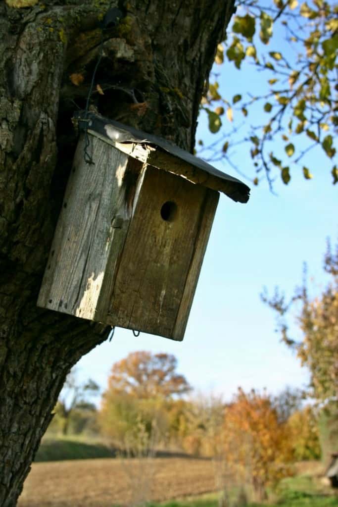 Fall Bird Feeding Tips for Wild Backyard Birds Year Round