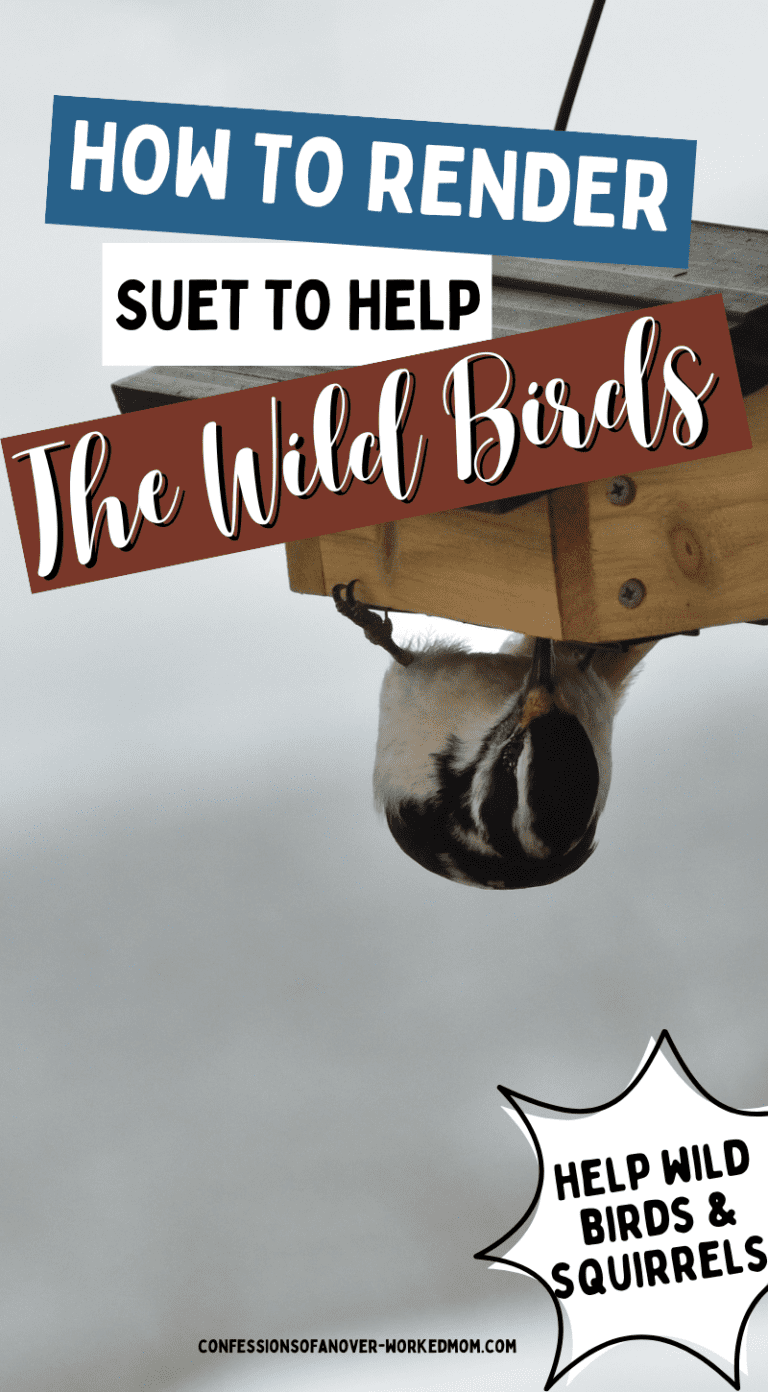 How to Render Suet | Confessions of an Overworked Mom