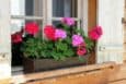 How to Grow in a Window Box: Simple Tips for Beginners