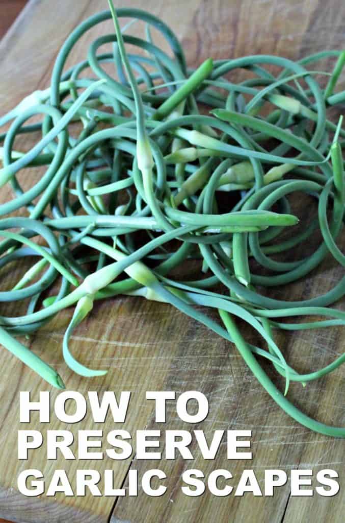 How to Preserve Garlic Scapes from the Garden - Infused Olive OIl