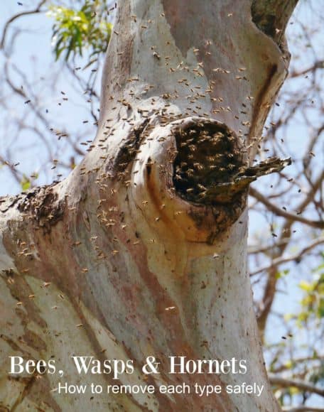 How to Approach Bee Removal Safely and Easily
