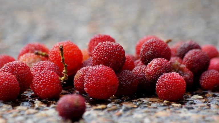 The Legend of the Bayberry Candle and Its History