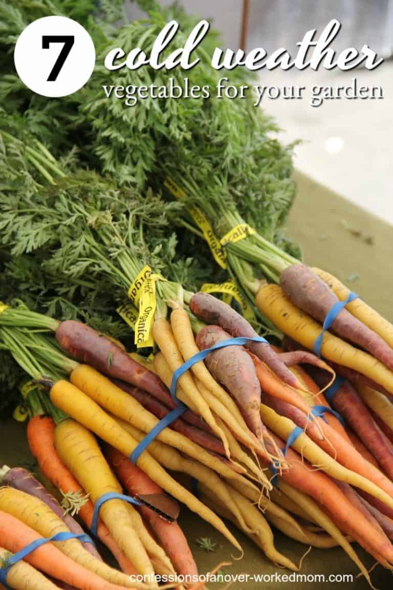 Cold-Weather Crops for a Cool Vegetable Garden This Fall