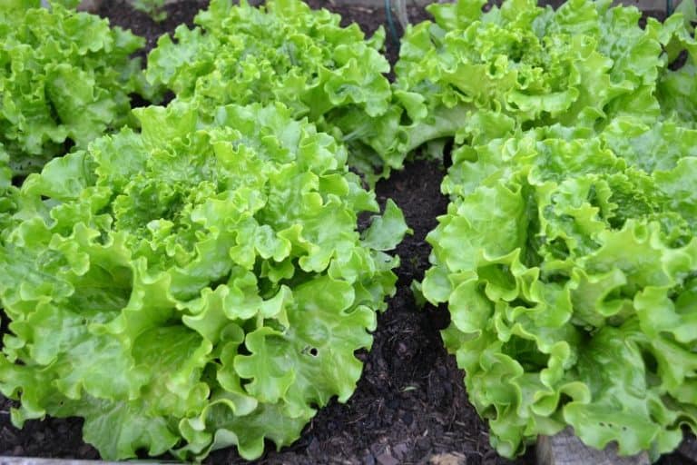 Growing Salad Greens and Microgreens in the Spring