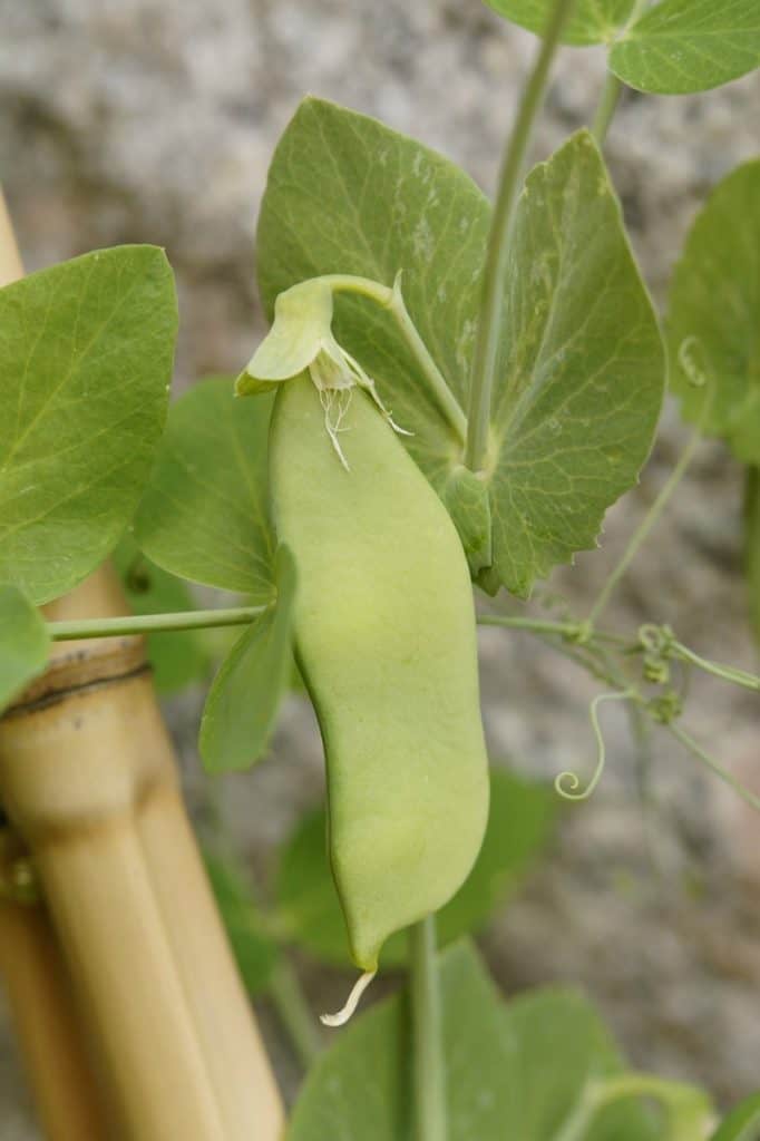 How to Grow Peas in Containers and Pots this Spring