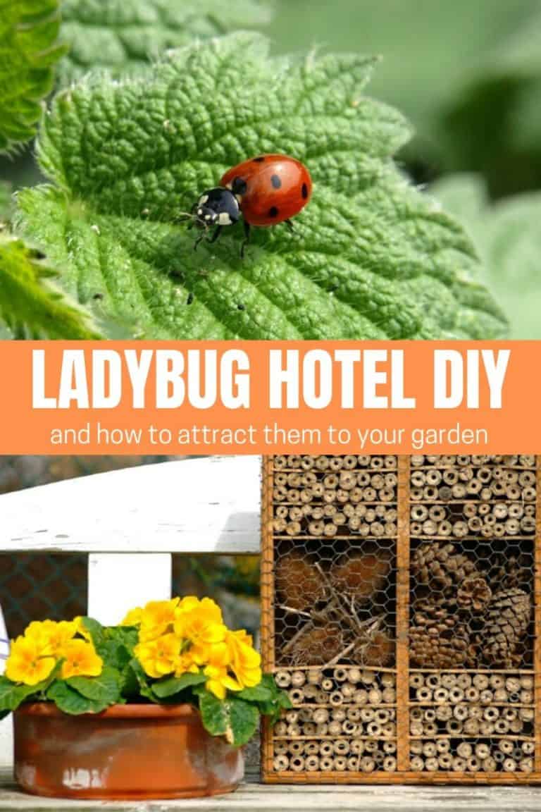 Ladybug Hotel or Insect Hotel for Your Garden or Yard