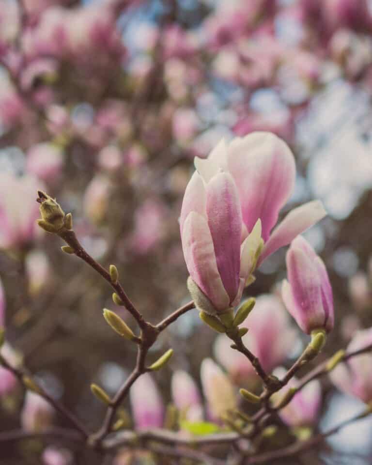 Pickled Magnolia Flowers | Confessions of an Overworked Mom